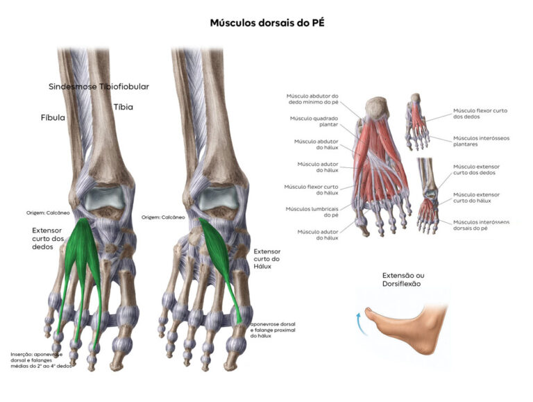 A anatomia do pé para reflexologia podal Reflexologia Thai e Ayurvpedica