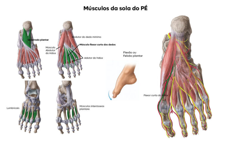 A anatomia do pé para reflexologia podal Reflexologia Thai e Ayurvpedica